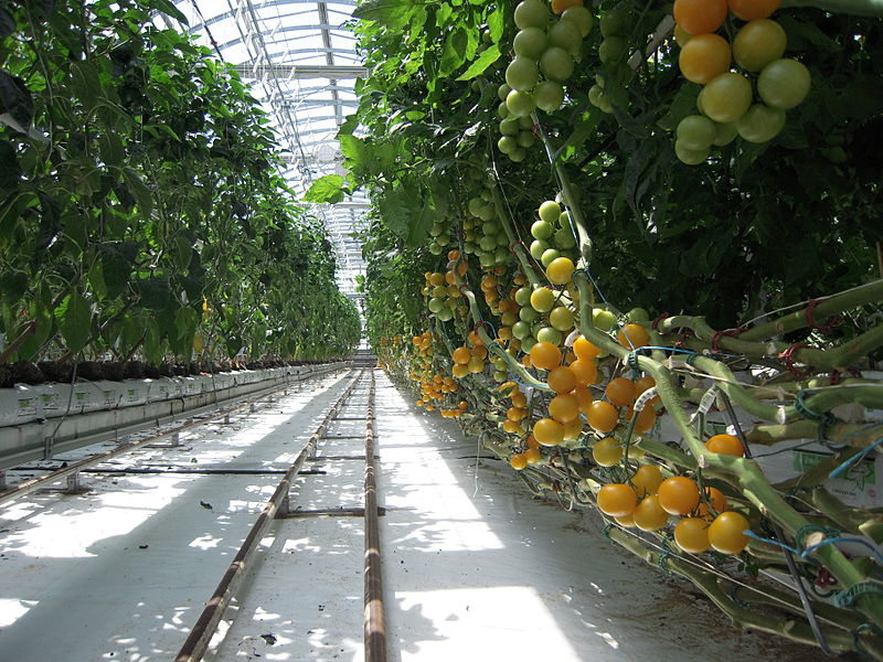 Literally Greenhouses – anthony brower